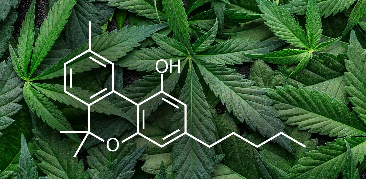 What Is CBN in Weed? | Benefits, Effects & Uses Explained – MoonWlkr